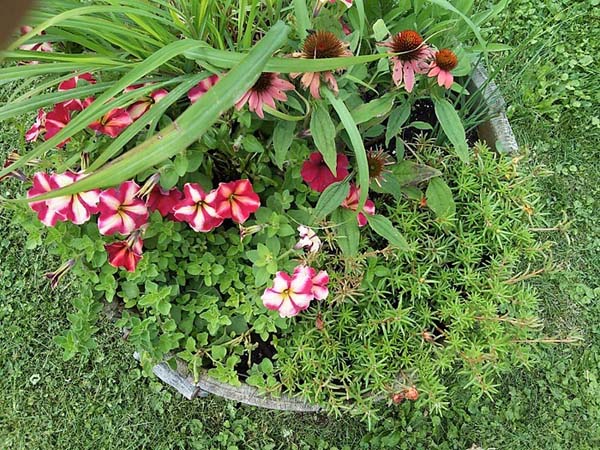 Container Gardening with Flowers and Herbs as Accent Plants